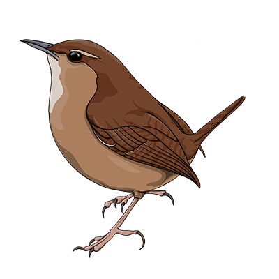 wren-credit-holly-henry | Warwickshire Wildlife Trust