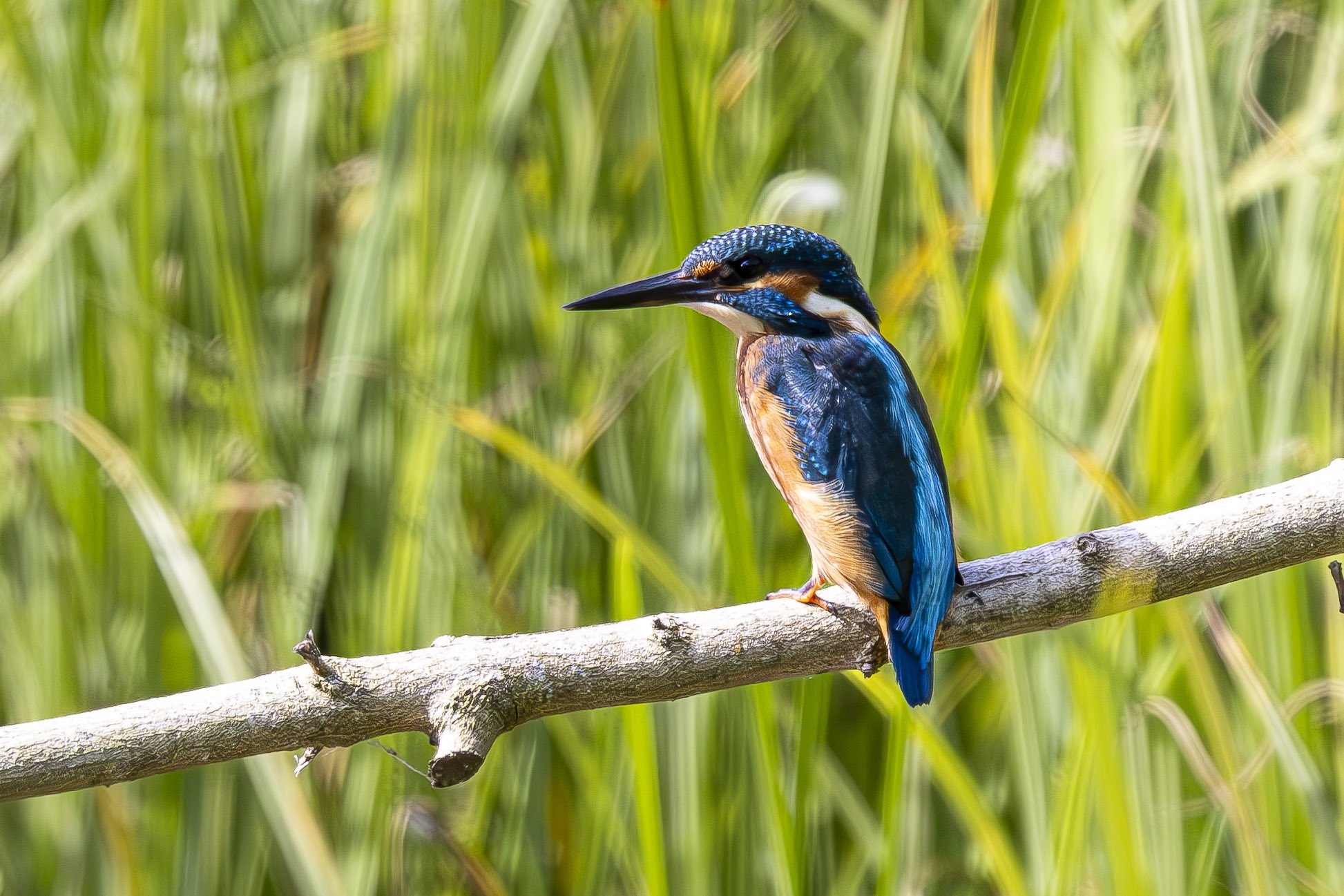 Kingfisher at Brandon Marsh by Greg Charman | Warwickshire Wildlife Trust