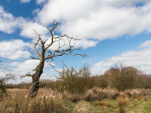 Alvecote Meadows | Warwickshire Wildlife Trust