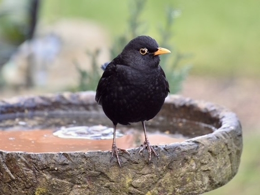New Wildlife Gallery | Warwickshire Wildlife Trust