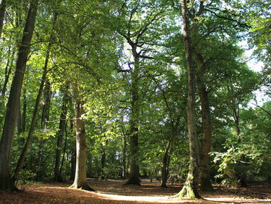 Ryton Wood | Warwickshire Wildlife Trust