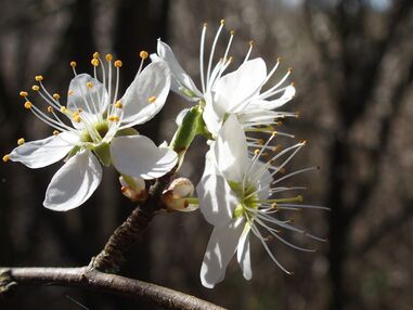 Cuttle Pool | Warwickshire Wildlife Trust