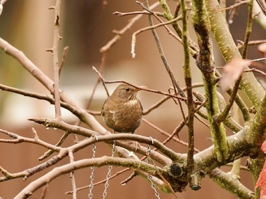 New Wildlife Gallery | Warwickshire Wildlife Trust