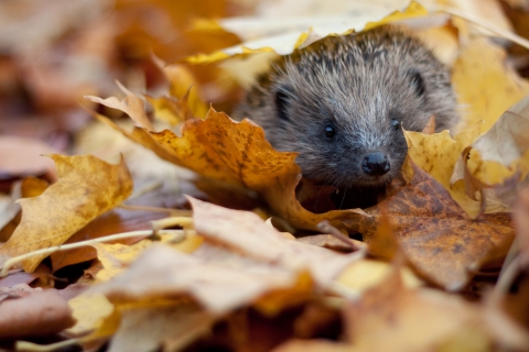 Hedgehogs | Warwickshire Wildlife Trust