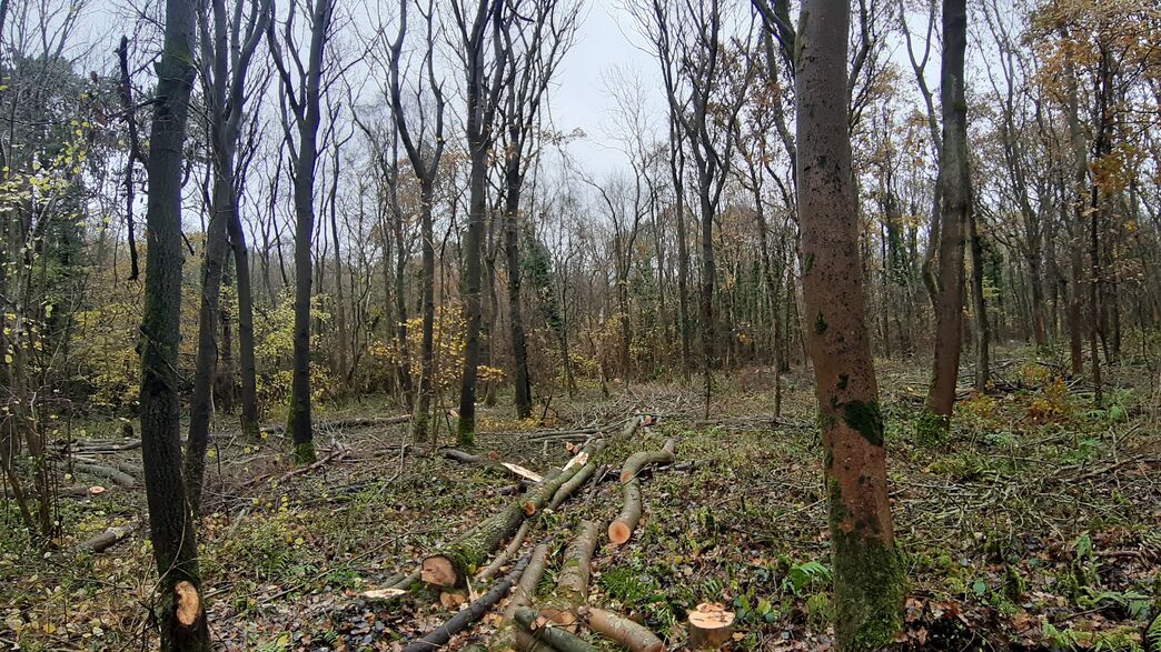 What happens during woodland management and where does the timber go ...