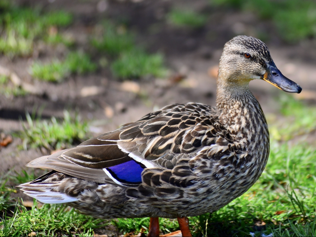Photo gallery of local wildlife | Warwickshire Wildlife Trust