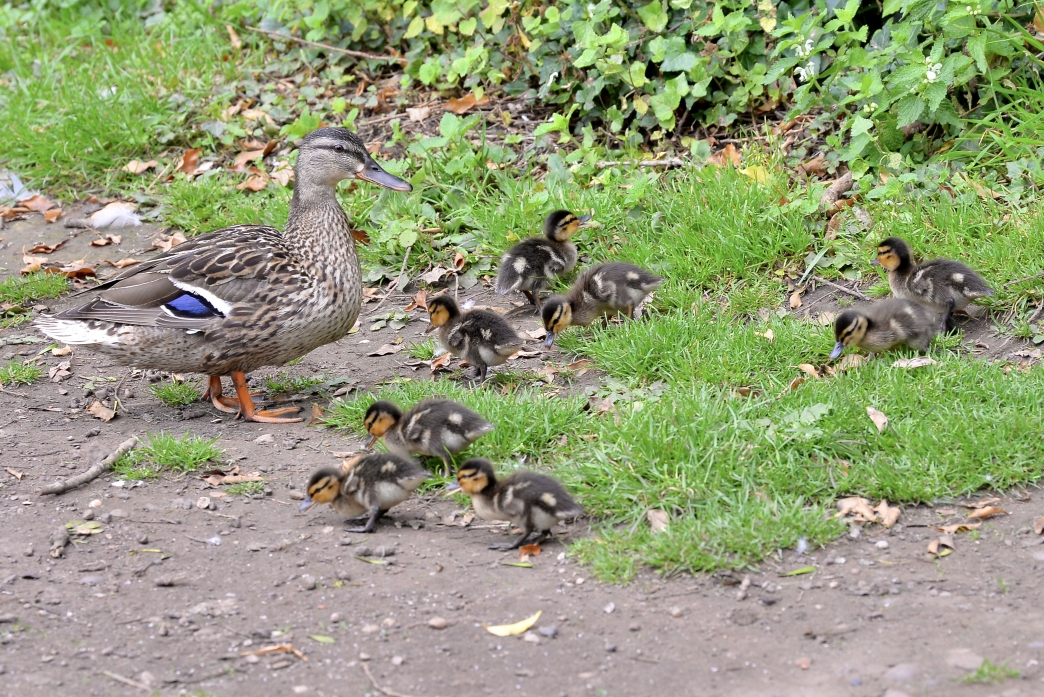 Wildlife photos from Nature News readers | Warwickshire Wildlife Trust