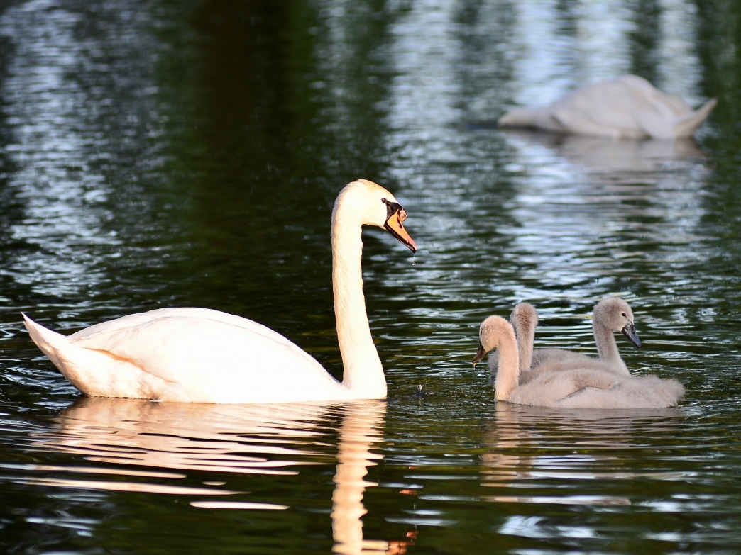 Latest Gallery from Nature News readers | Warwickshire Wildlife Trust