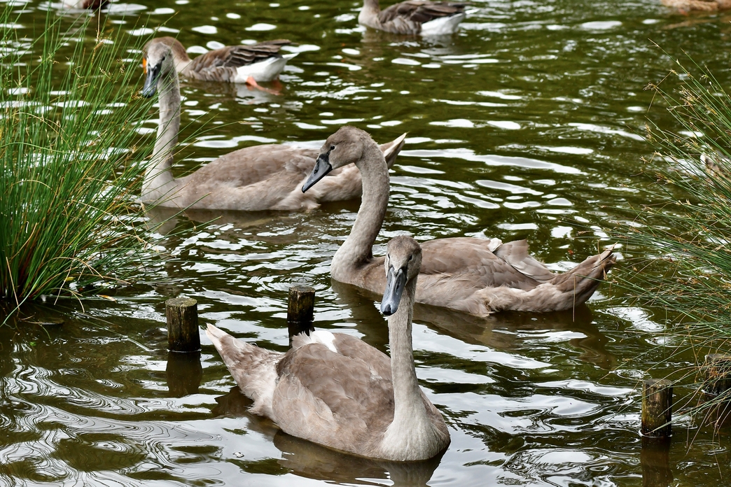 Wildlife photo gallery | Warwickshire Wildlife Trust