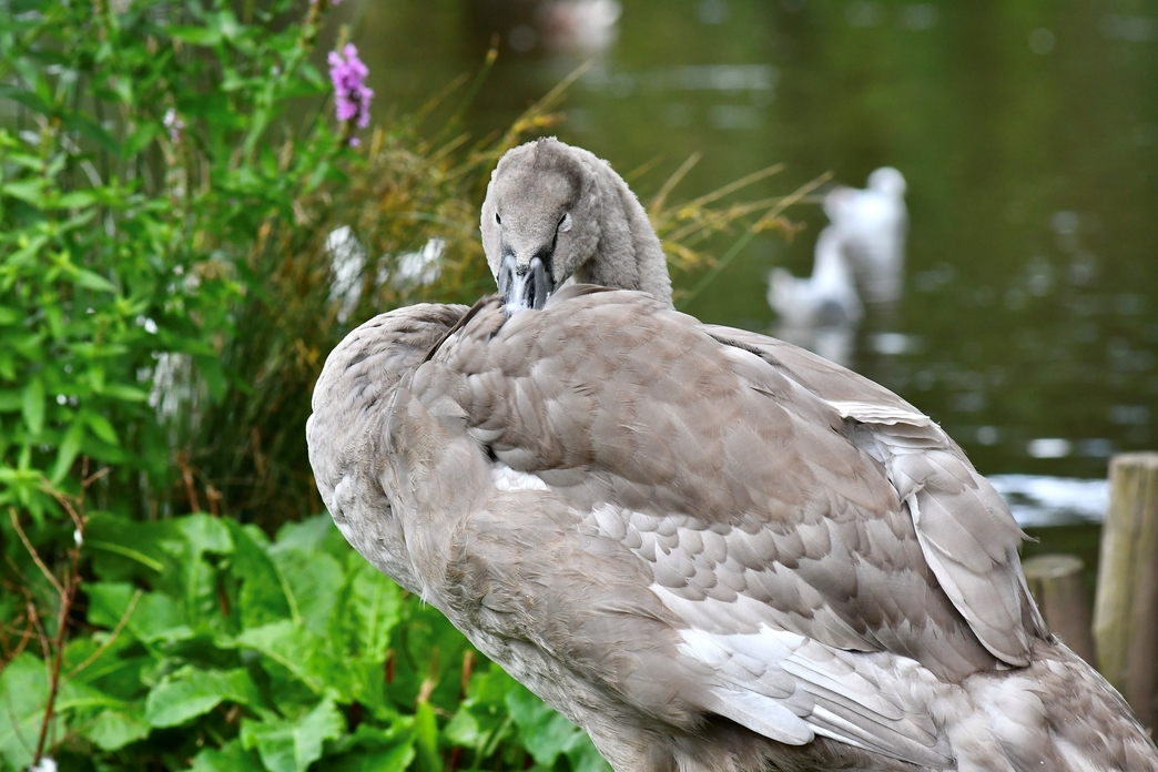 Wildlife photo gallery | Warwickshire Wildlife Trust