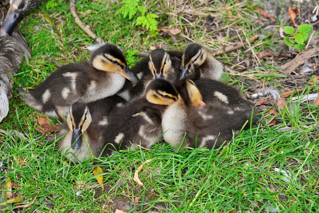 New gallery of wildlife photos | Warwickshire Wildlife Trust