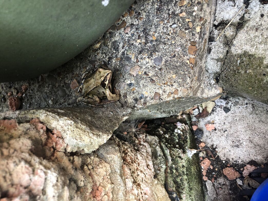 New gallery of wildlife photos | Warwickshire Wildlife Trust