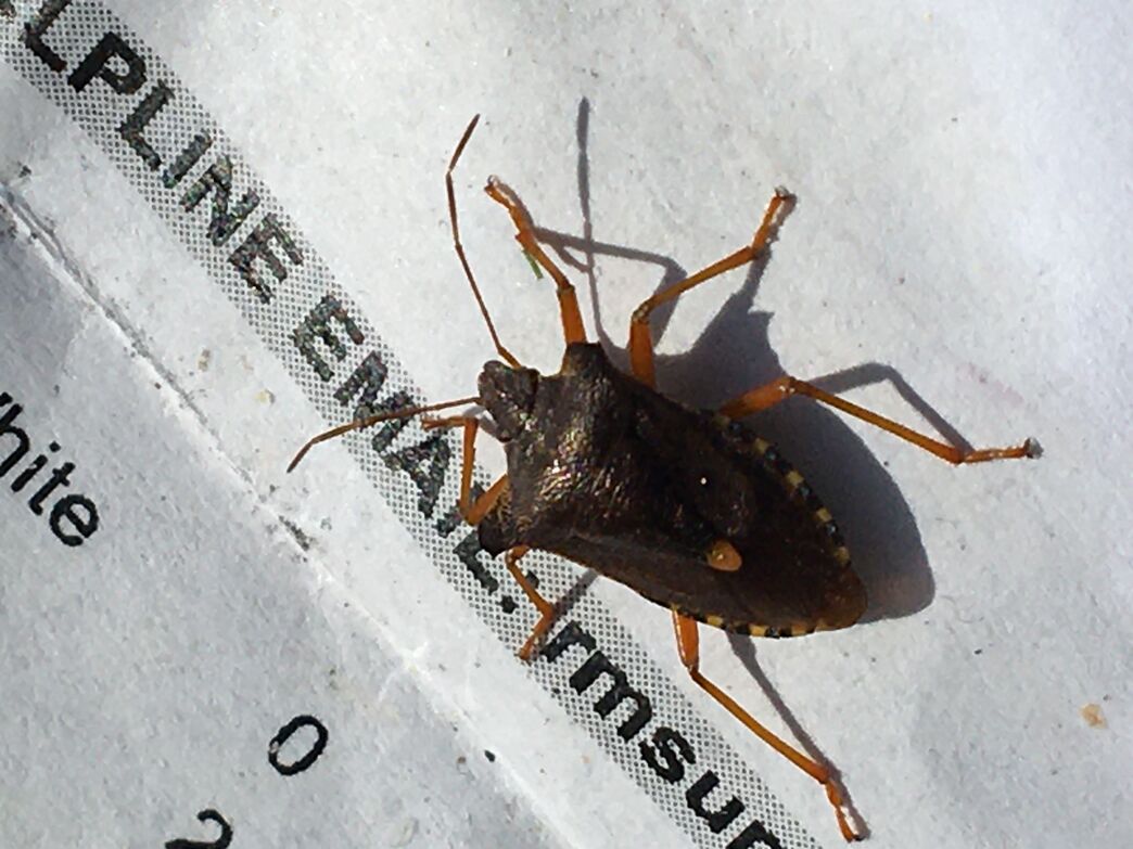 Nature News reader's gallery | Warwickshire Wildlife Trust