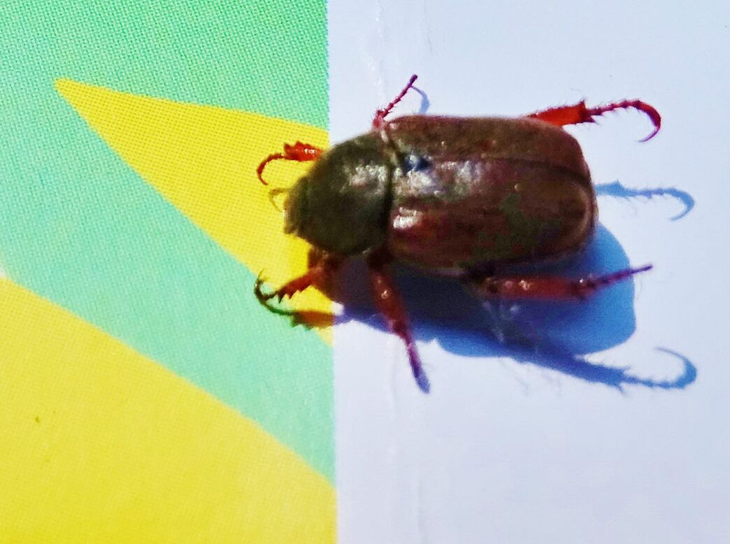 New Wildlife Gallery | Warwickshire Wildlife Trust