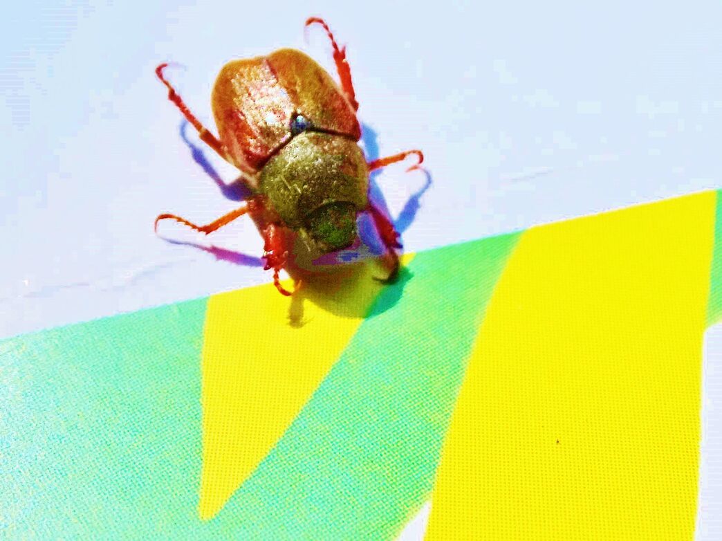 New Wildlife Gallery | Warwickshire Wildlife Trust