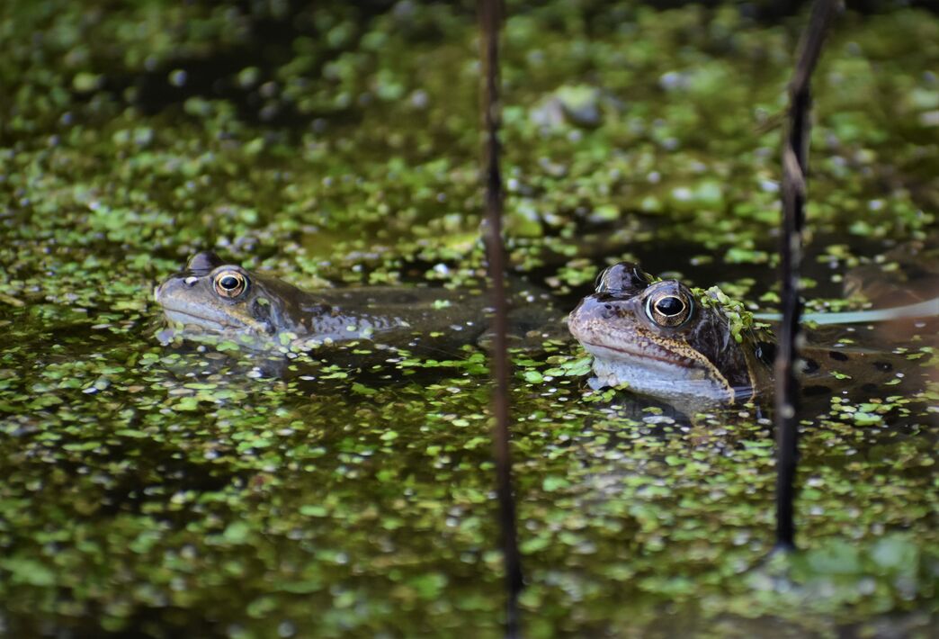 Individual Action | Warwickshire Wildlife Trust