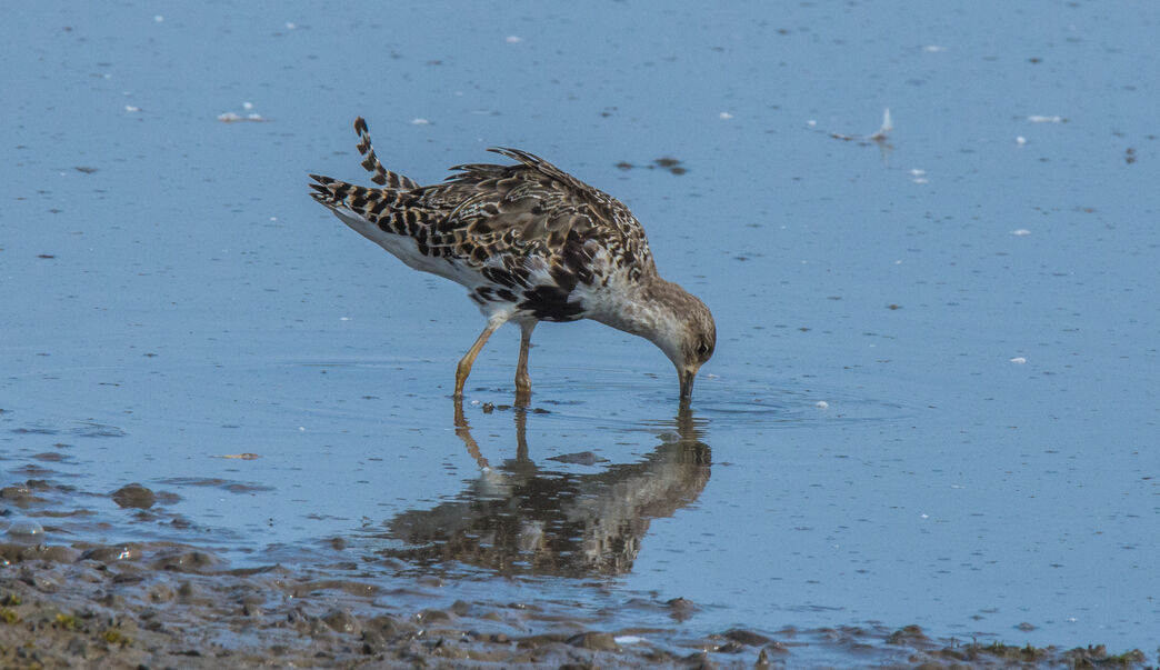 Wading into autumn | Warwickshire Wildlife Trust