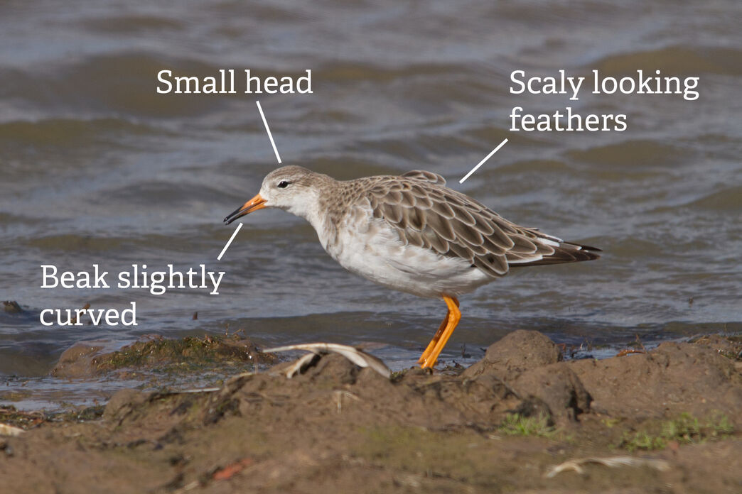 Wading into autumn | Warwickshire Wildlife Trust