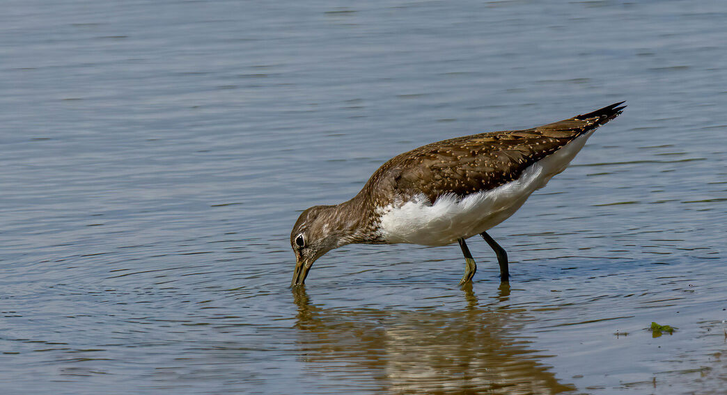 Wading into autumn | Warwickshire Wildlife Trust