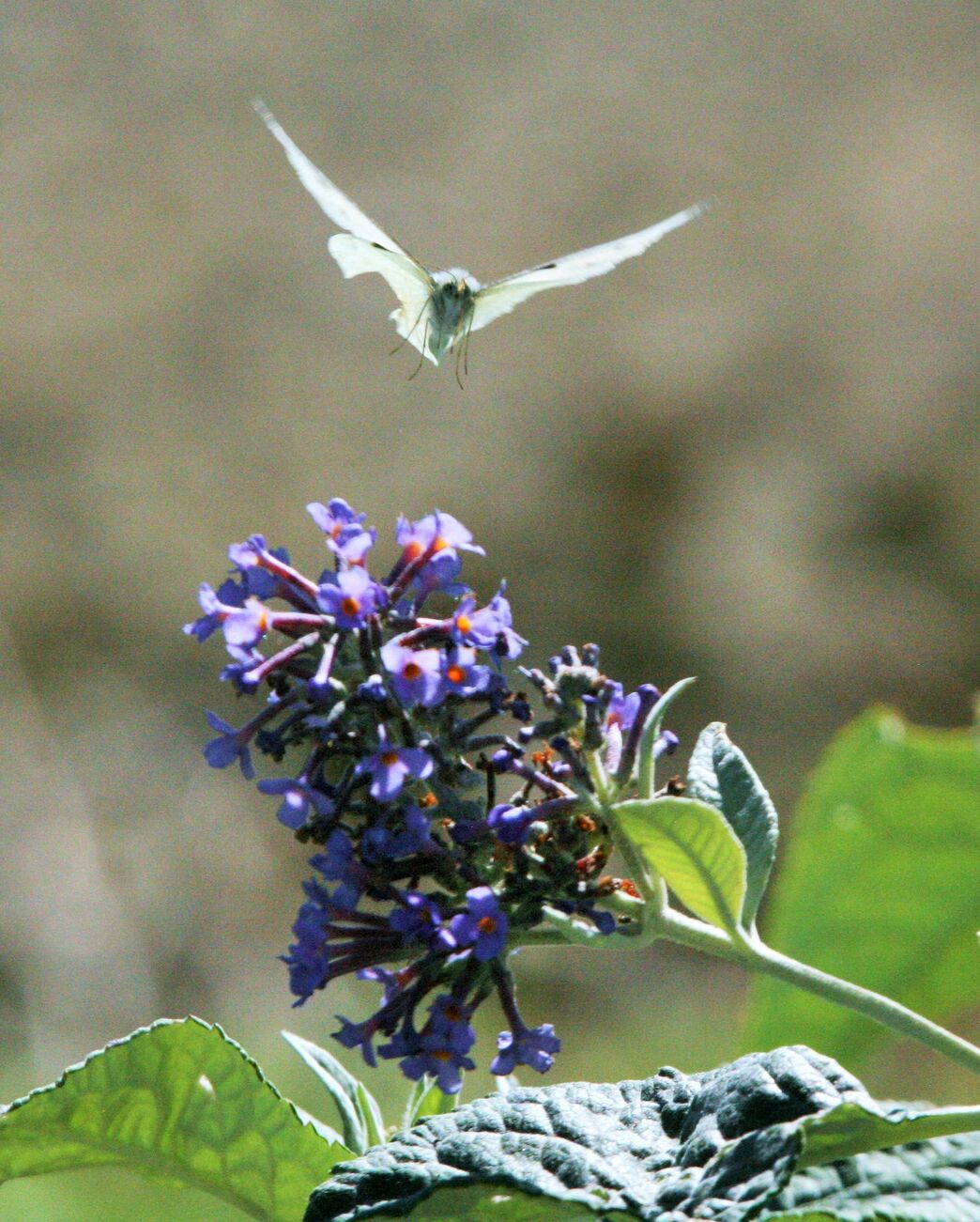 Beetles, badgers and a hummingbird hawkmoth: new wildlife galley ...