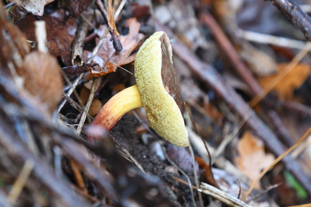 Autumn delights: new wildlife gallery | Warwickshire Wildlife Trust