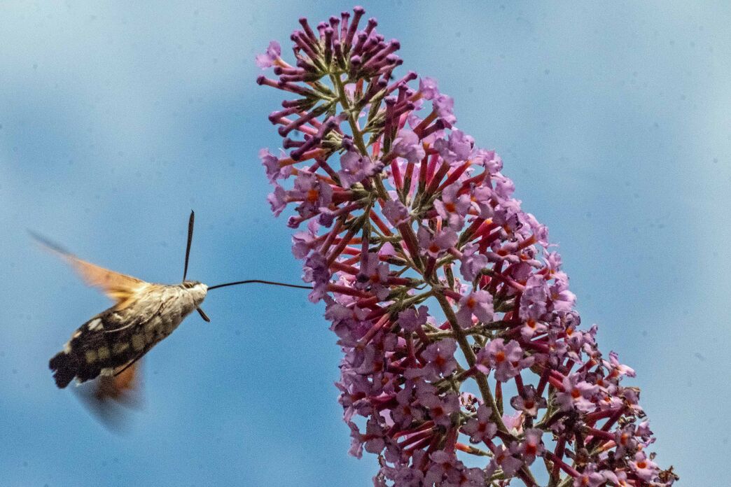 Beetles, badgers and a hummingbird hawkmoth: new wildlife galley ...