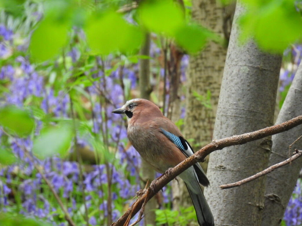 Beetles, badgers and a hummingbird hawkmoth: new wildlife galley ...