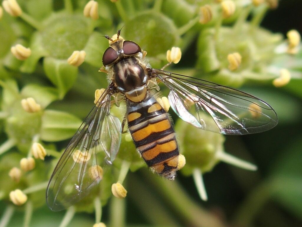Autumn delights: new wildlife gallery | Warwickshire Wildlife Trust
