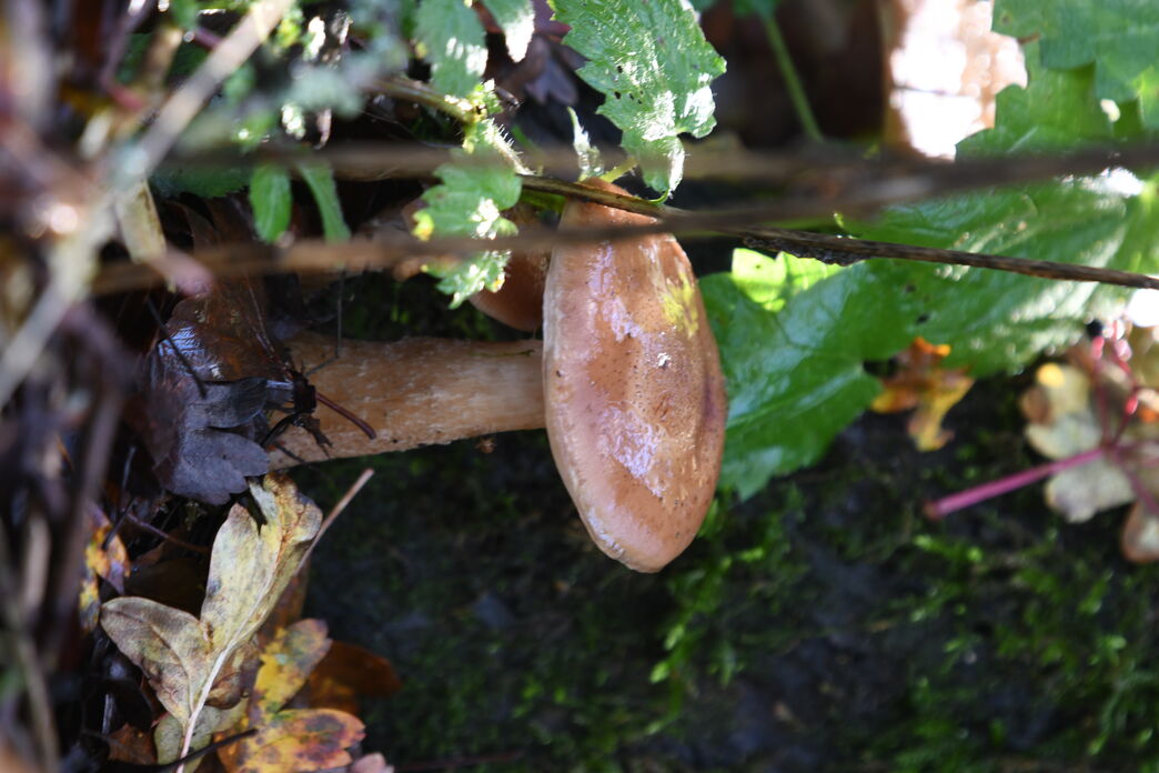 Autumn delights: new wildlife gallery | Warwickshire Wildlife Trust