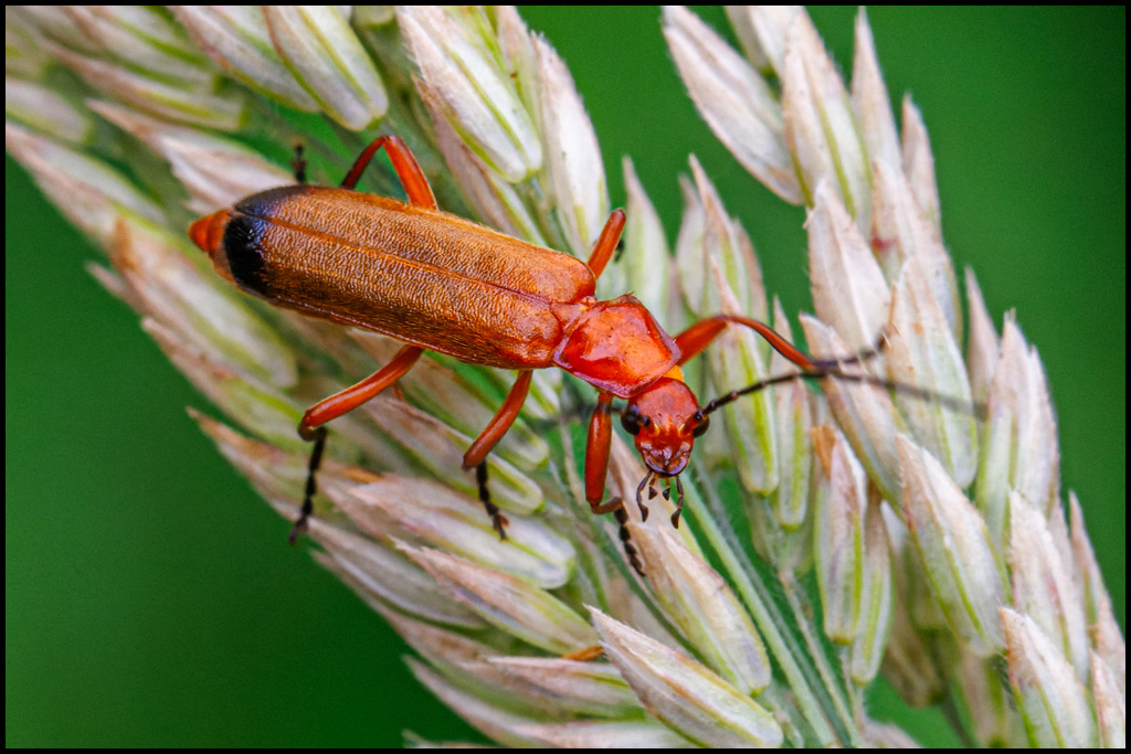 Beetles, badgers and a hummingbird hawkmoth: new wildlife galley ...