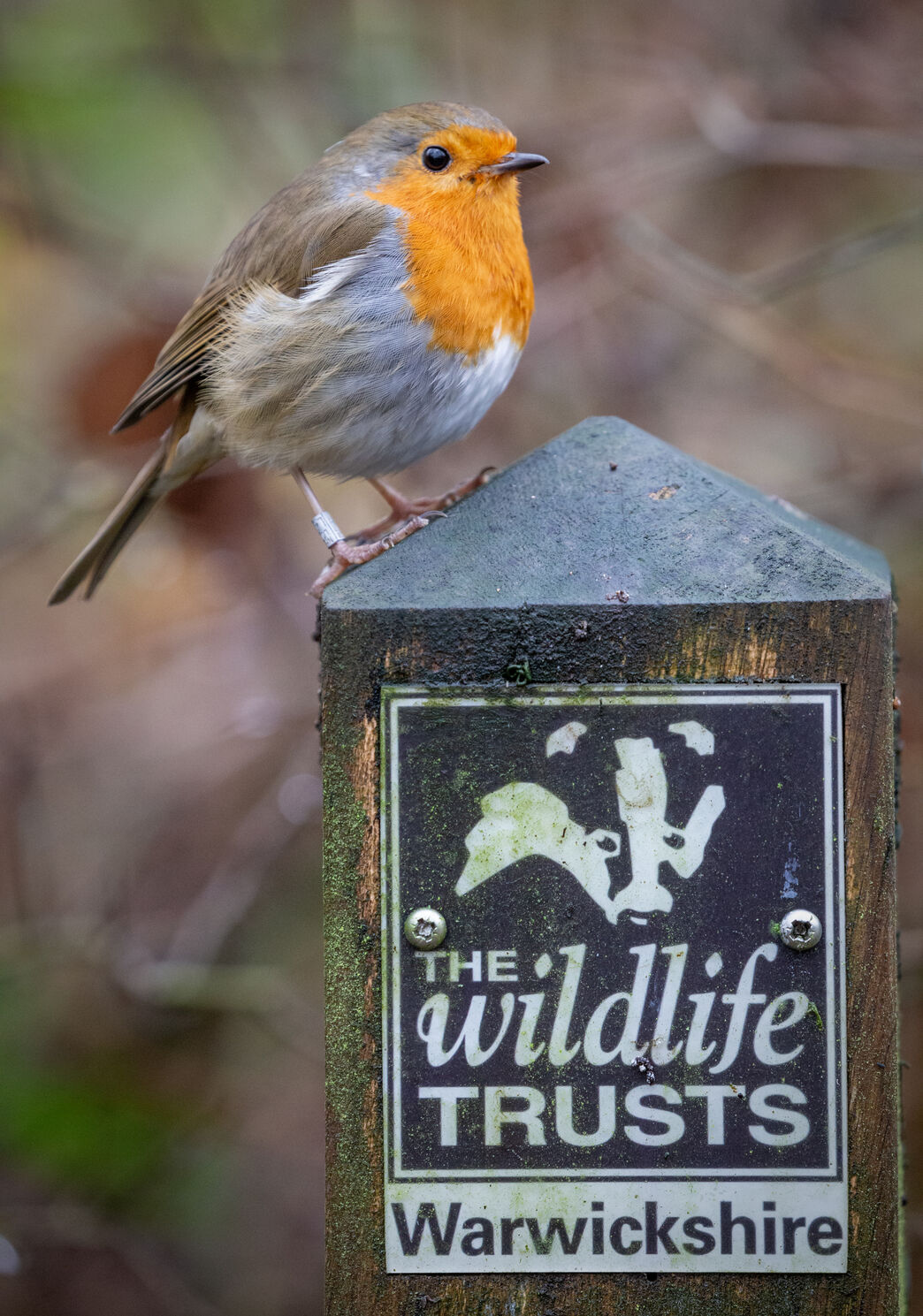 Sunsets and sparrowhawk: new wildlife gallery! | Warwickshire Wildlife ...