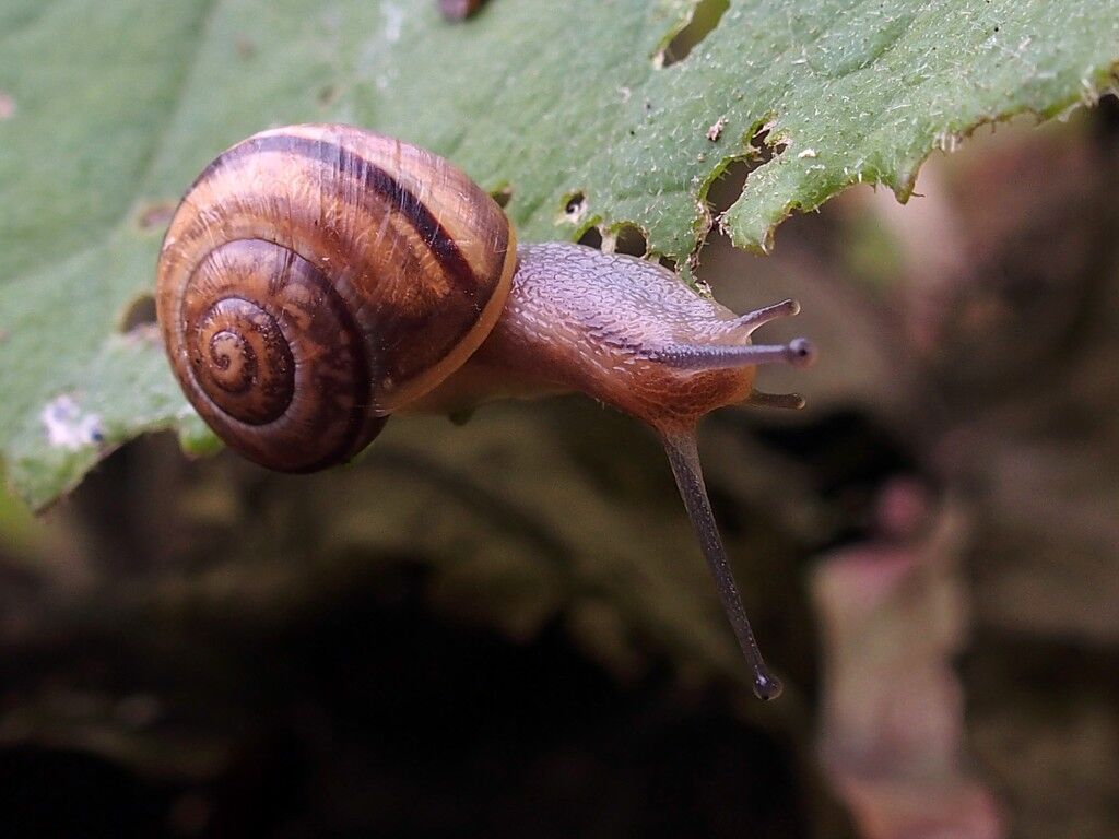 Sunsets and sparrowhawk: new wildlife gallery! | Warwickshire Wildlife ...