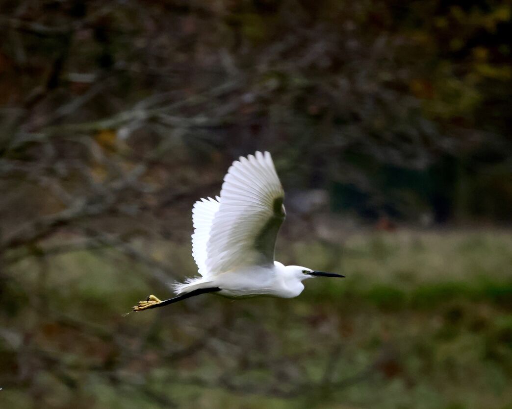 New Year's wildlife gallery! | Warwickshire Wildlife Trust