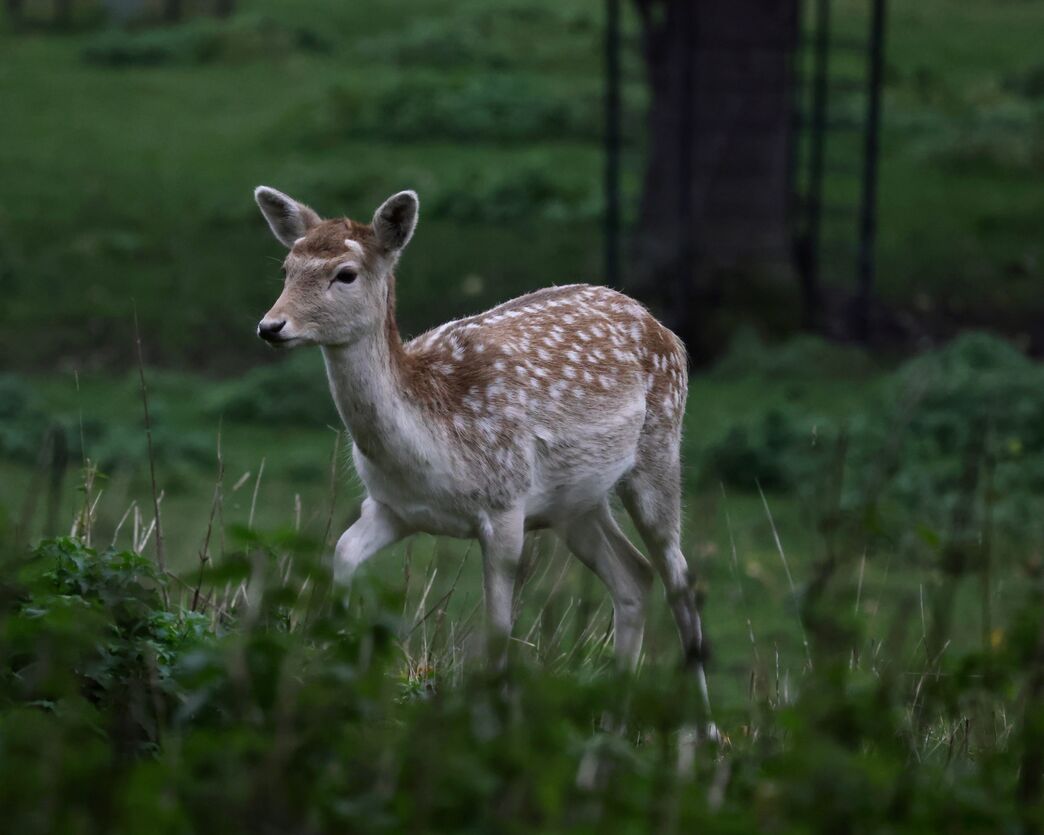 New Year's wildlife gallery! | Warwickshire Wildlife Trust