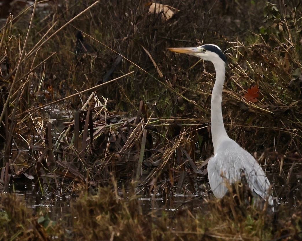 New Year's wildlife gallery! | Warwickshire Wildlife Trust