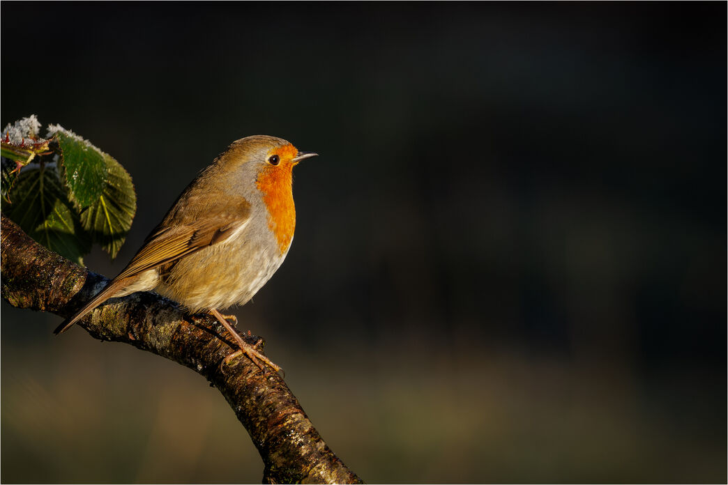Frost and feathers: New wildlife gallery | Warwickshire Wildlife Trust
