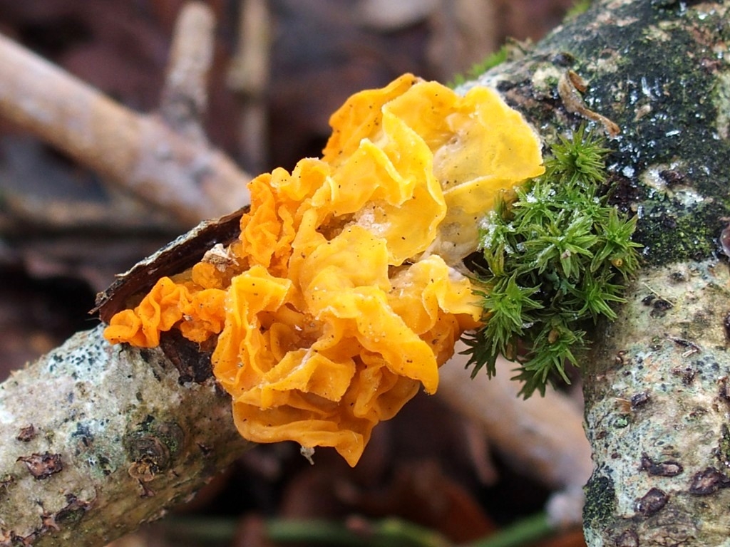 New Year's wildlife gallery! | Warwickshire Wildlife Trust