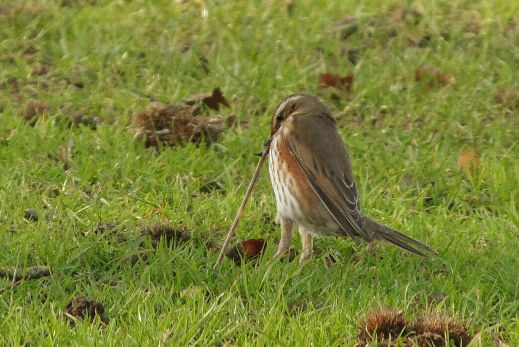 Brilliant birds: New wildlife gallery | Warwickshire Wildlife Trust