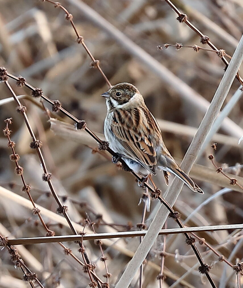 Brilliant birds: New wildlife gallery | Warwickshire Wildlife Trust