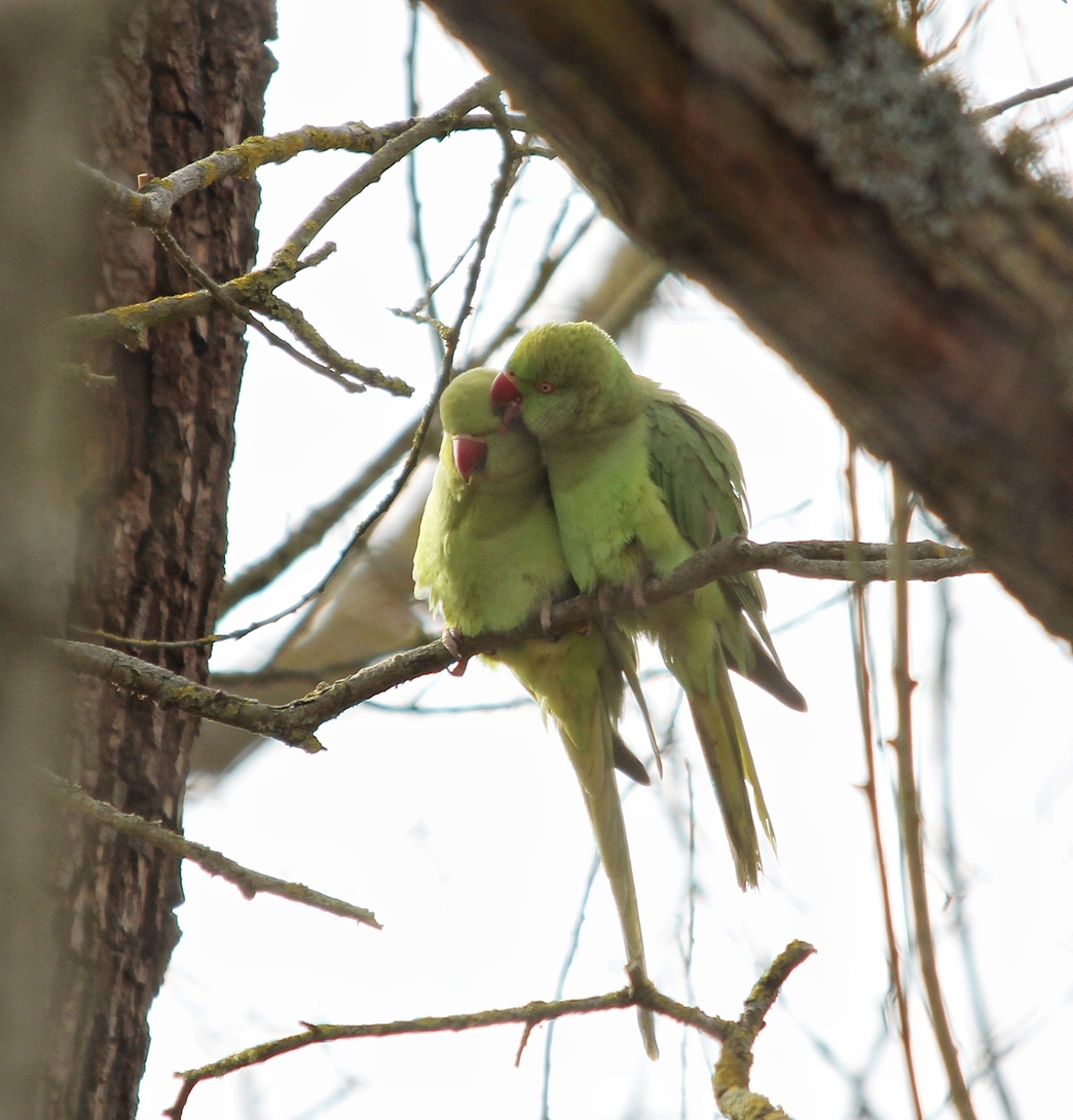Spring wildlife gallery | Warwickshire Wildlife Trust