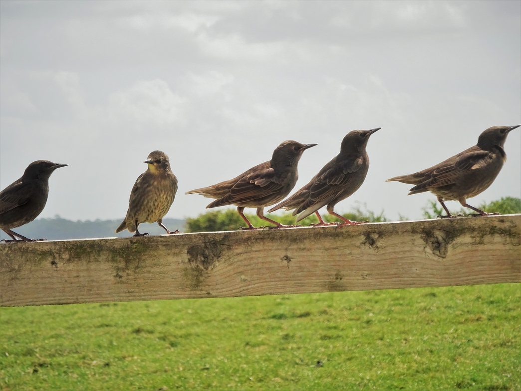 Spring wildlife gallery | Warwickshire Wildlife Trust