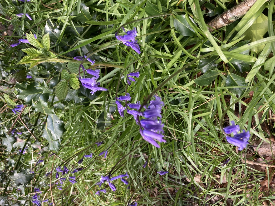Ducklings and spring flowers: New wildlife gallery | Warwickshire ...