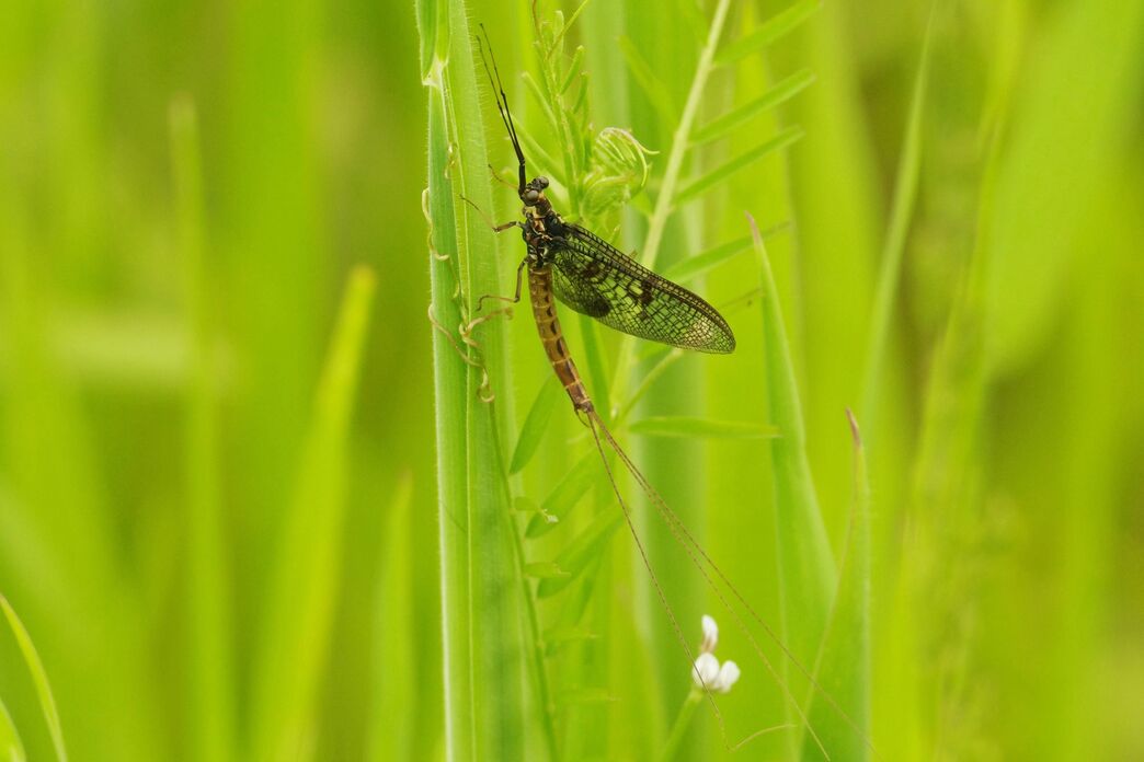 Dazzling demoiselles: New Wildlife Gallery | Warwickshire Wildlife Trust