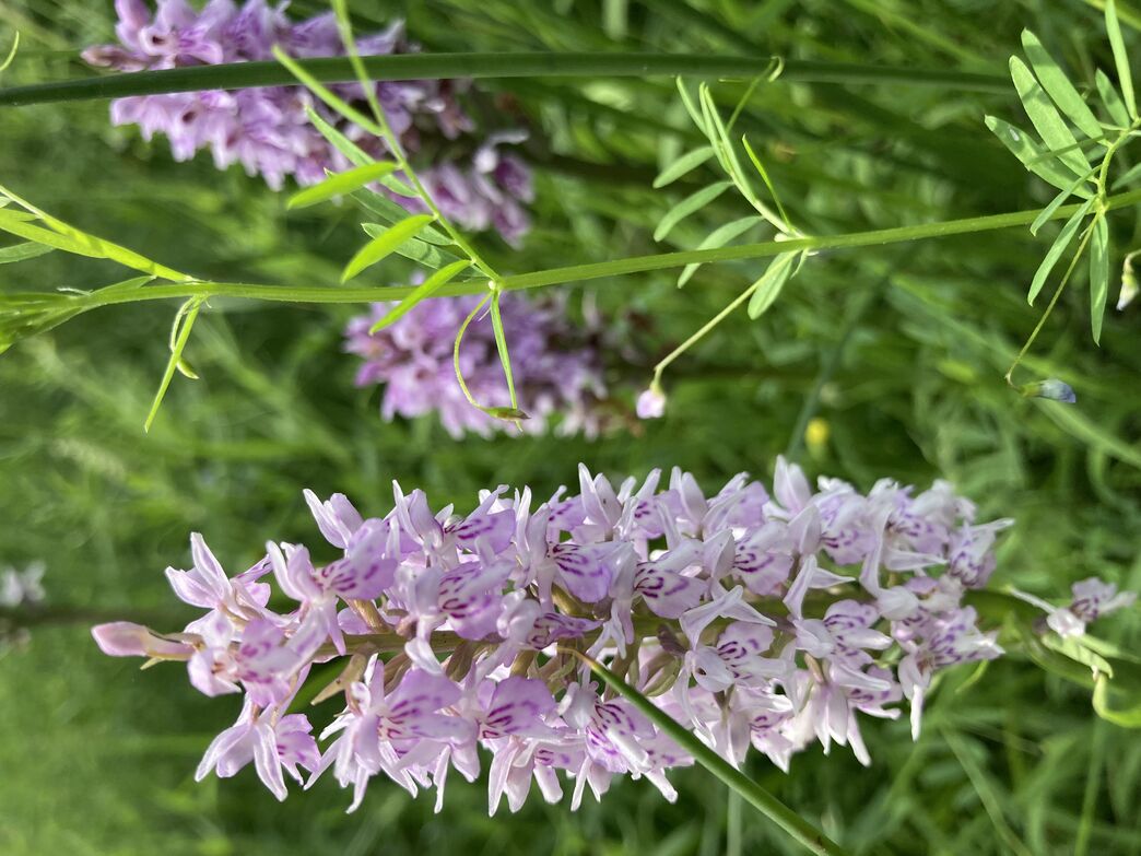 Meadows and pollinators: New Wildlife Gallery | Warwickshire Wildlife Trust