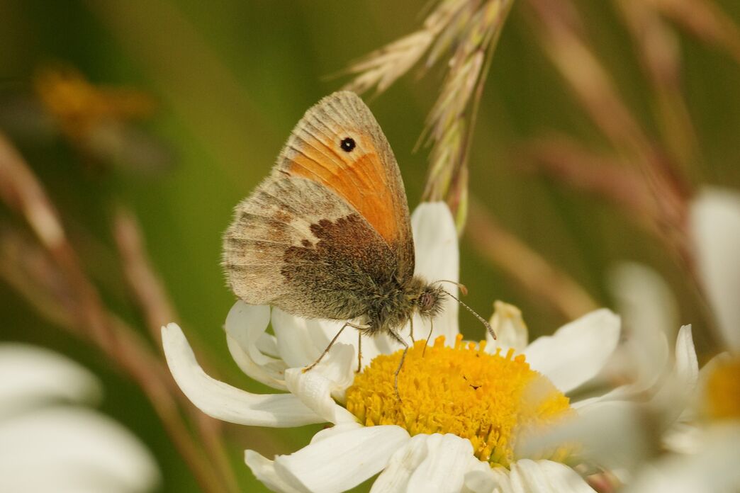 Meadows and pollinators: New Wildlife Gallery | Warwickshire Wildlife Trust