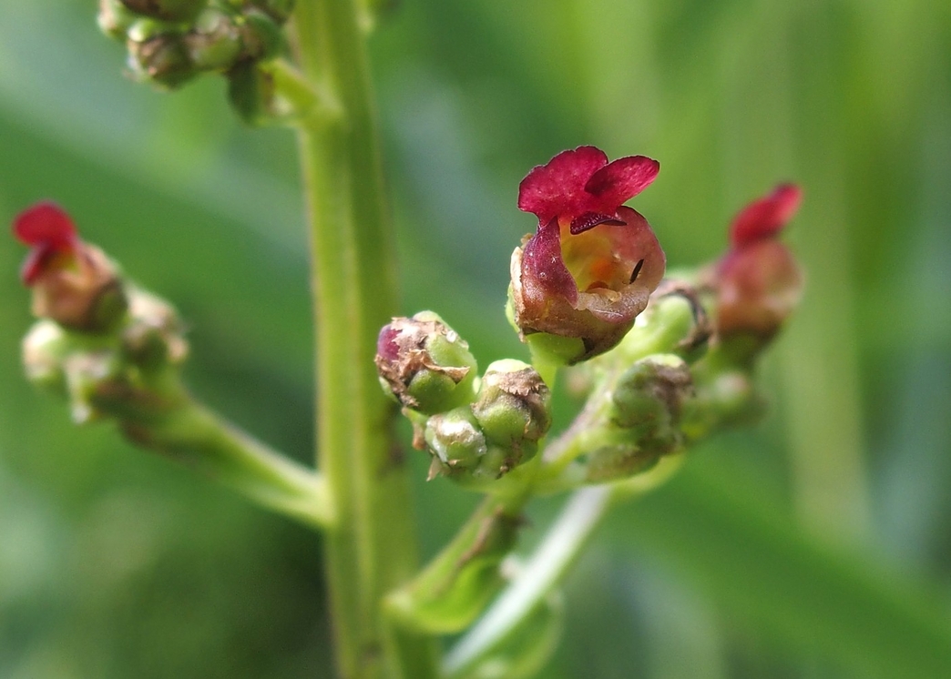 Meadows and pollinators: New Wildlife Gallery | Warwickshire Wildlife Trust