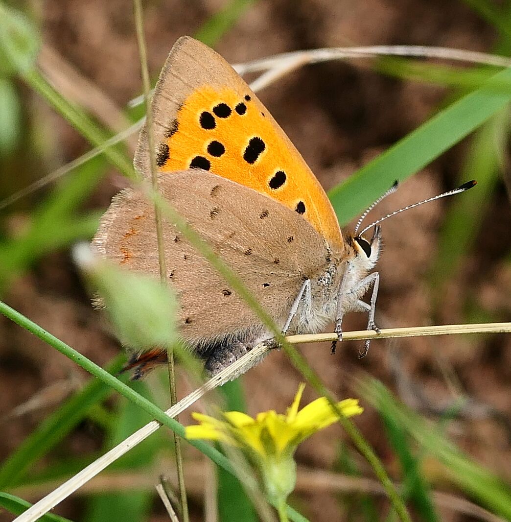 Kingfishers, moths and mammals: New wildlife gallery | Warwickshire ...