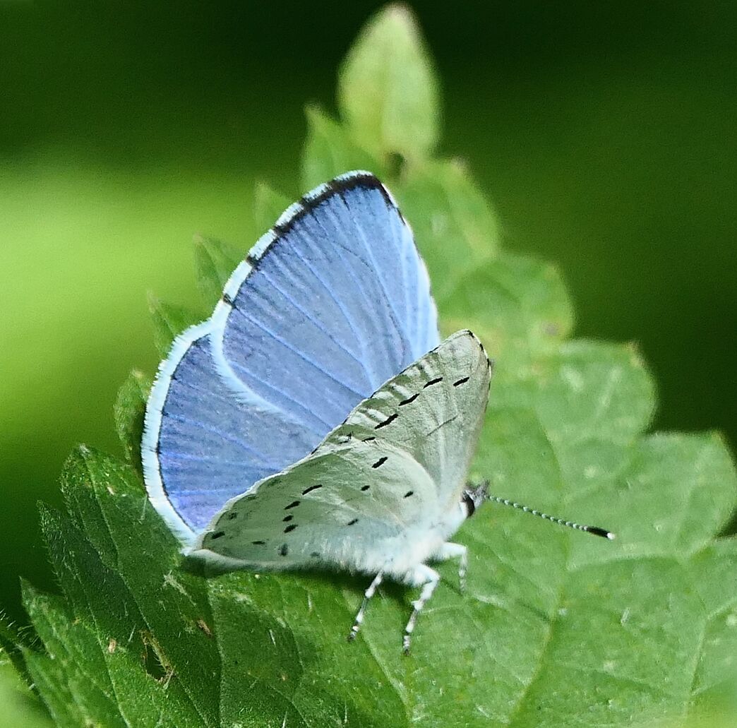 Kingfishers, moths and mammals: New wildlife gallery | Warwickshire ...