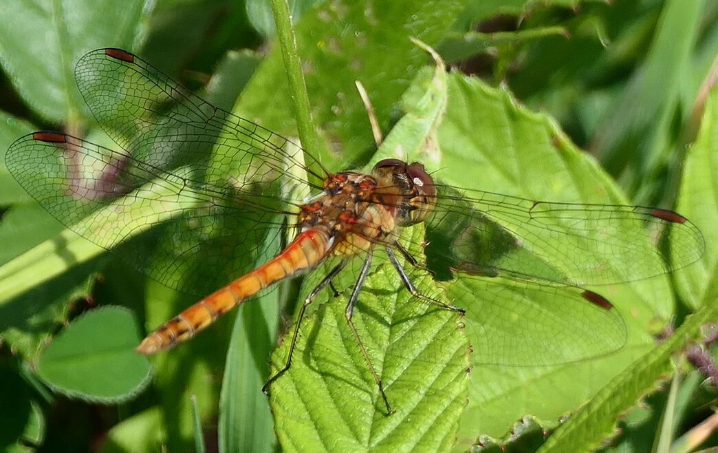 Kingfishers, moths and mammals: New wildlife gallery | Warwickshire ...