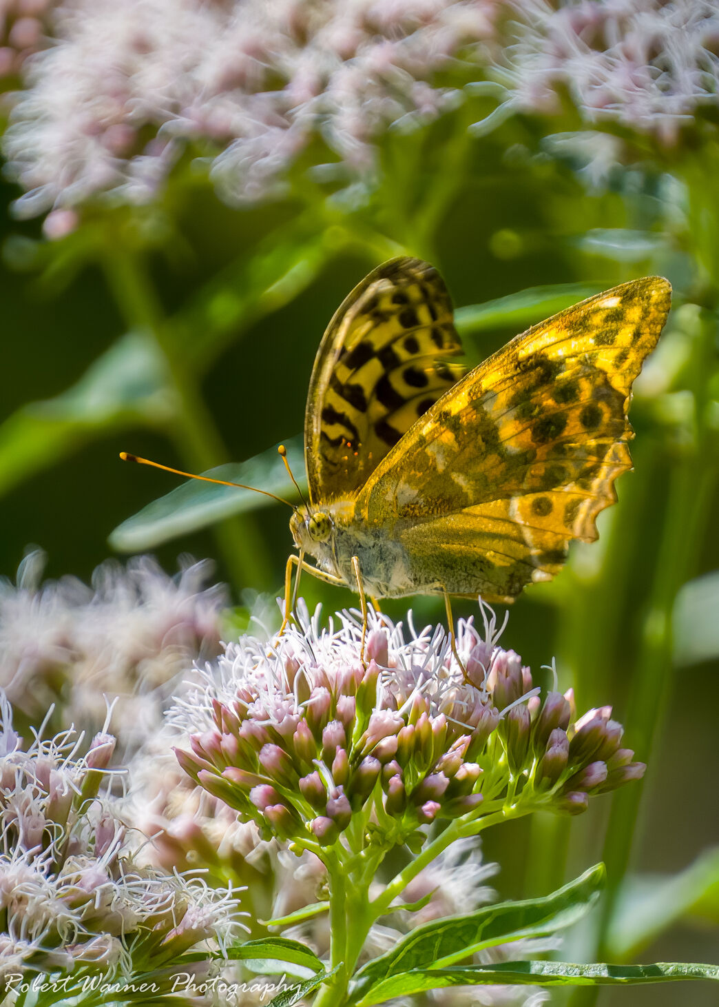 Kingfishers, moths and mammals: New wildlife gallery | Warwickshire ...